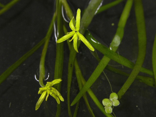 liliopsida common name
