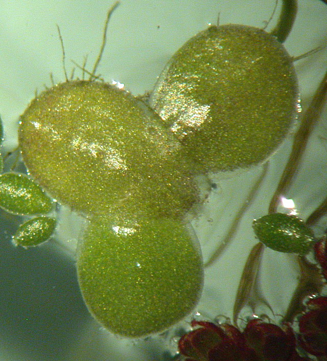 aquatic body