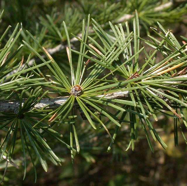 conifer body