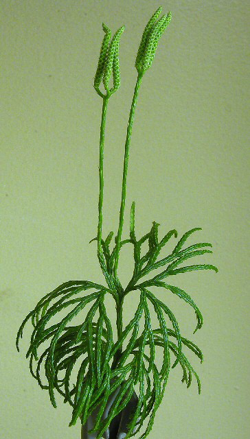 lycopodium digitatum