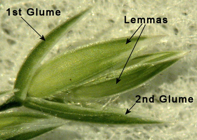 graminoid body